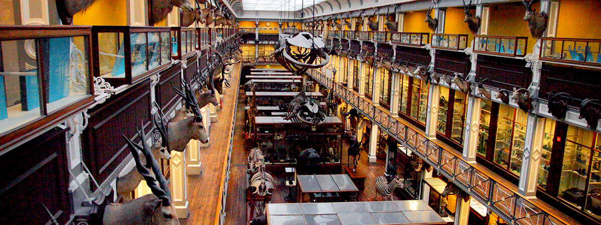Museum Dublin: The Dead Zoo - Dublin.ie